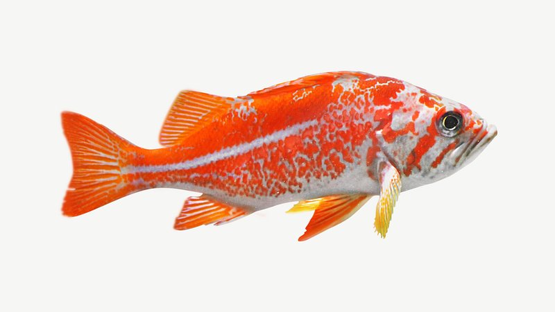 Rockfish Images | Free Photos, PNG Stickers, Wallpapers & Backgrounds ...