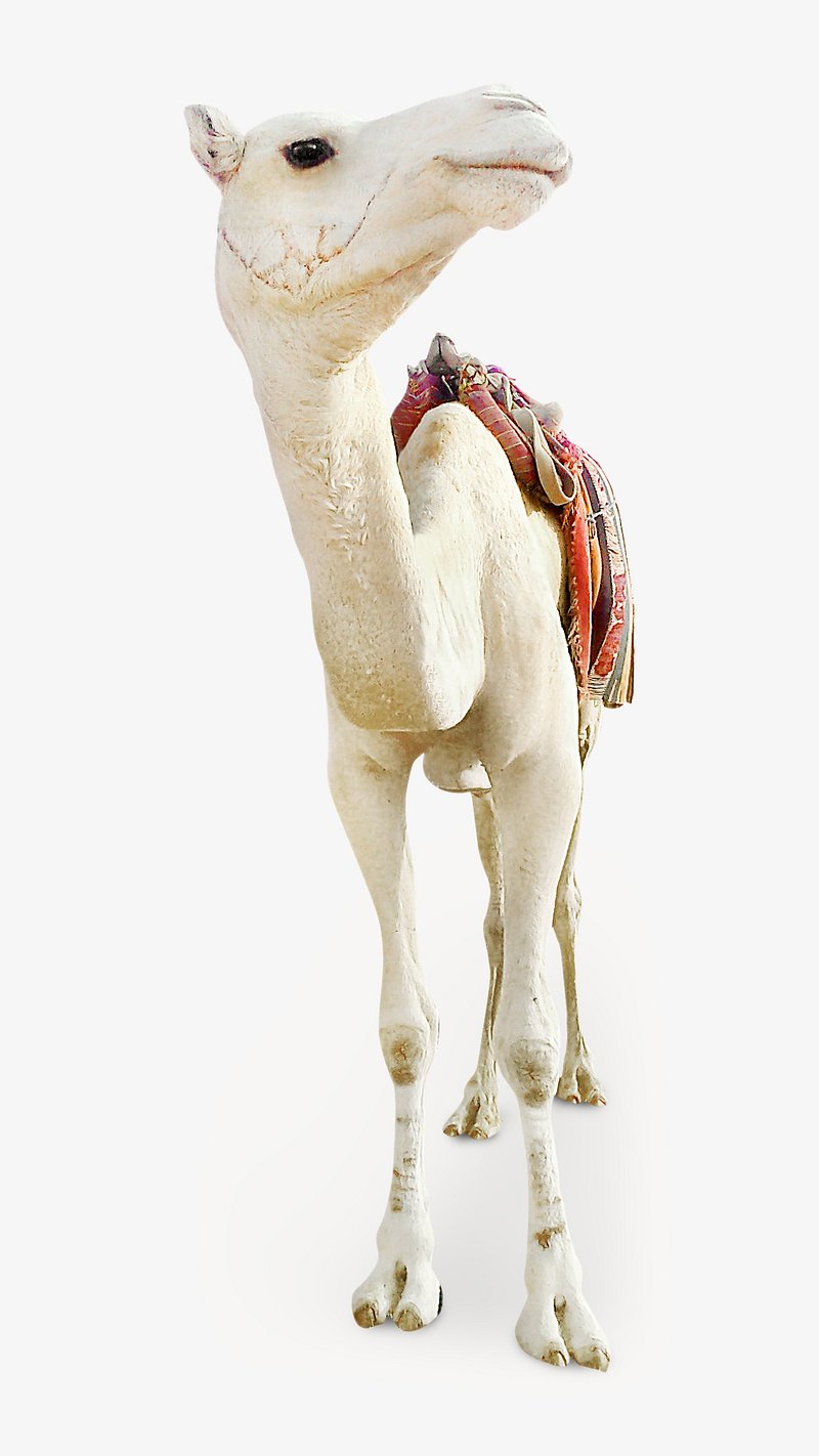White camel image white design | Free Photo - rawpixel