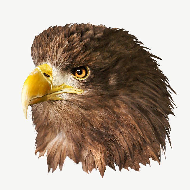 Golden eagle collage element psd | Free PSD - rawpixel
