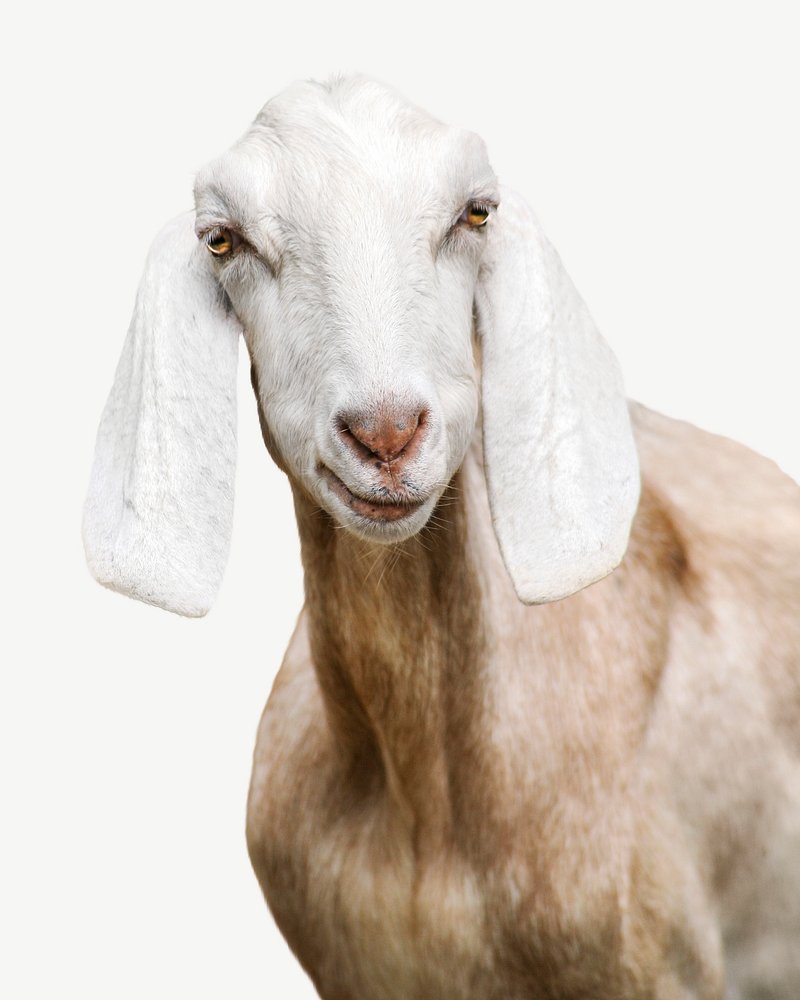 Goat collage element psd | Premium PSD - rawpixel