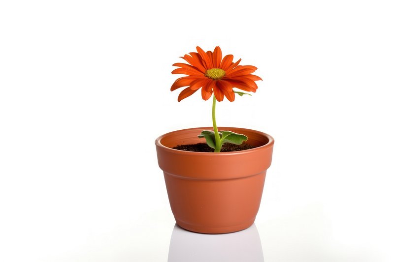 Flower plant pot white background. | Free Photo - rawpixel