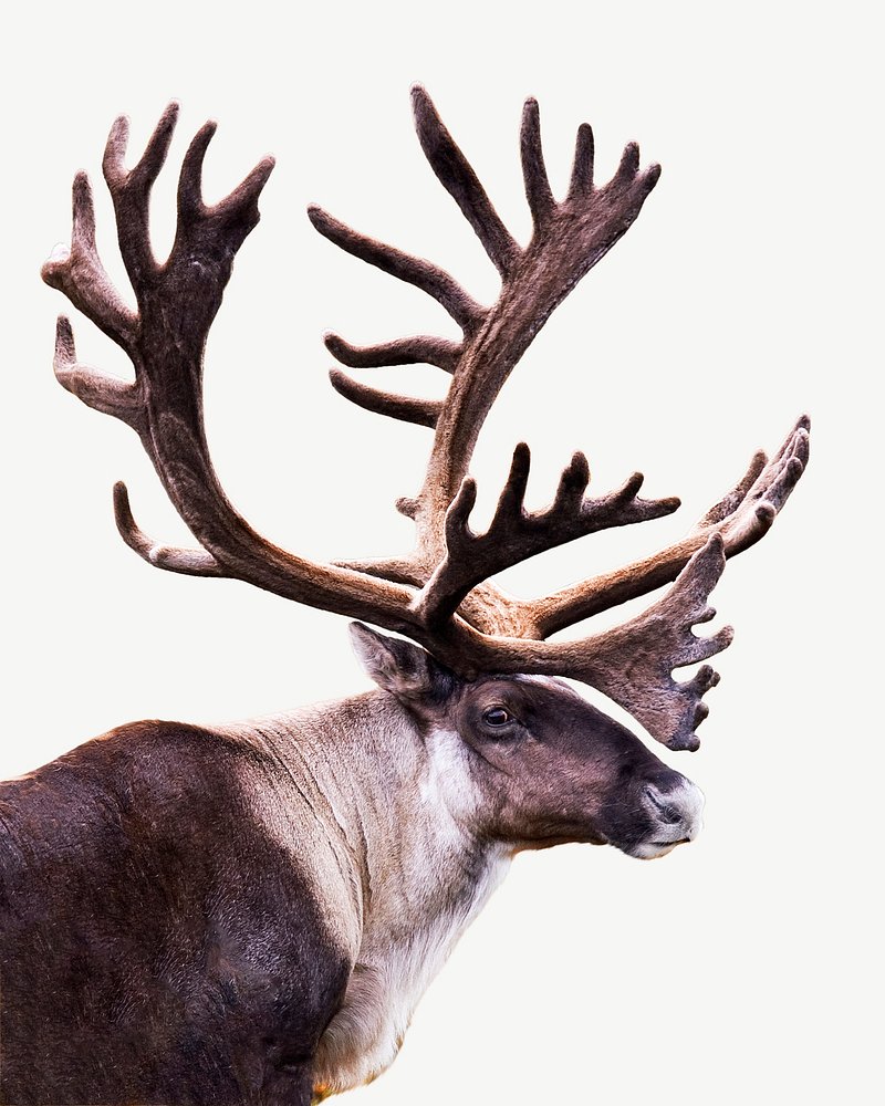 Reindeer collage element, animal isolated | Free PSD - rawpixel