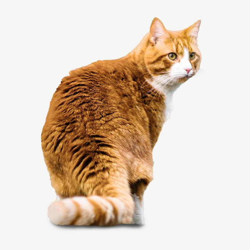 Rear View Cat Sitting Images | Free Photos, PNG Stickers, Wallpapers ...