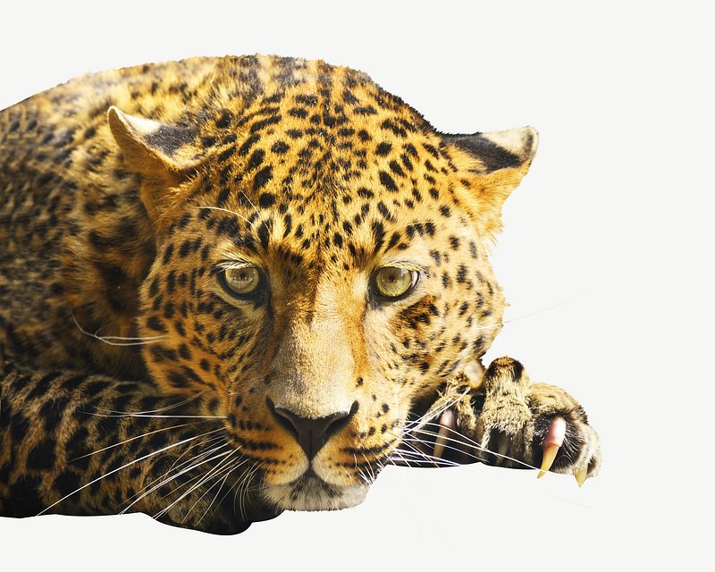 Leopard collage element, animal isolated | Premium PSD - rawpixel