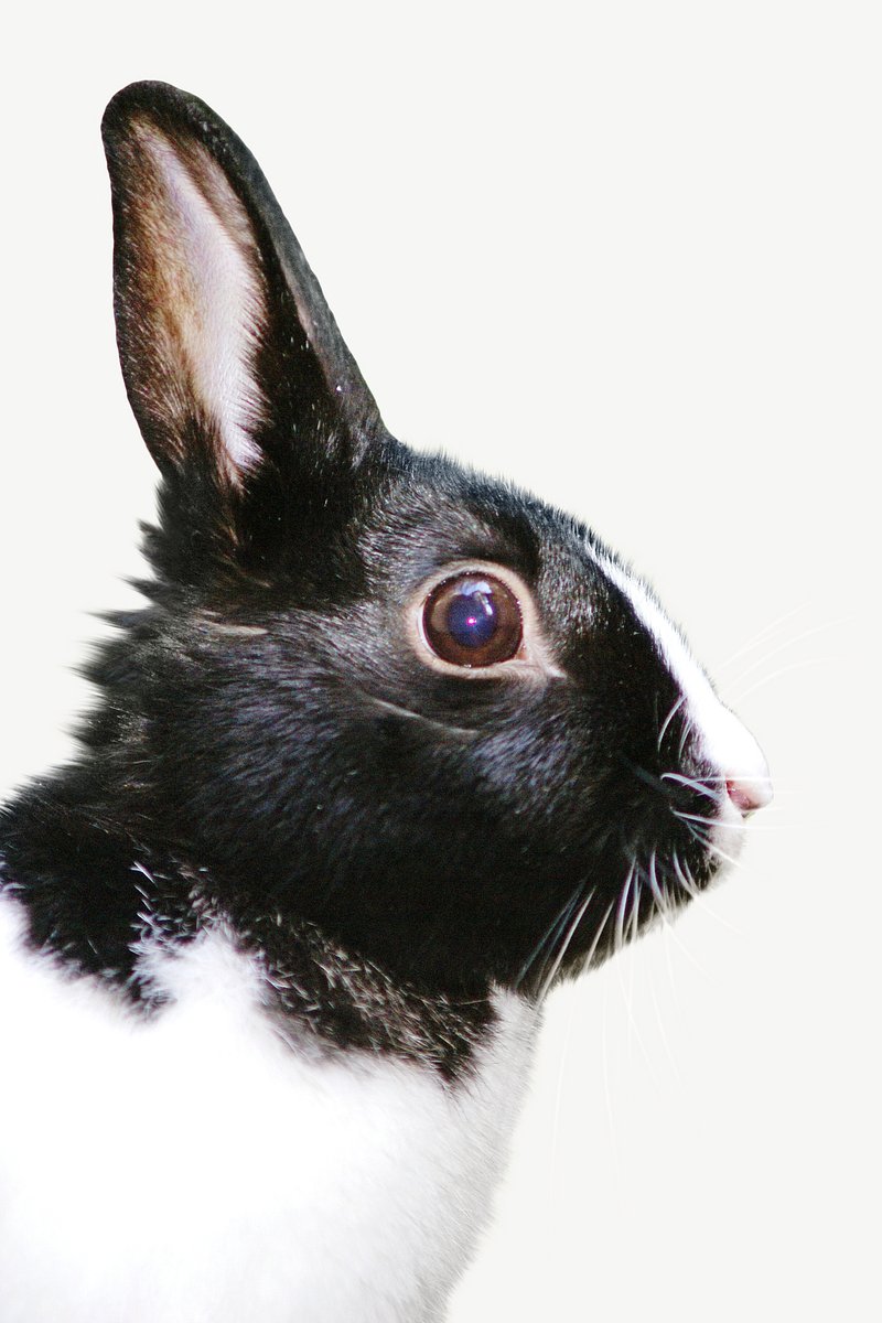 Cute rabbit collage element psd | Free PSD - rawpixel