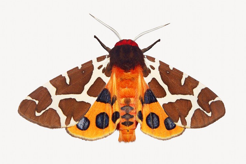 Garden tiger moth isolated image | Free Photo - rawpixel