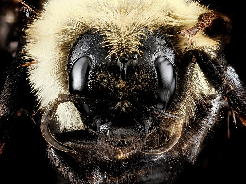 Bombus Images | Free Photos, PNG Stickers, Wallpapers & Backgrounds ...