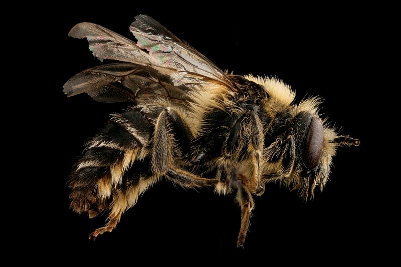 Colletes Images | Free Photos, PNG Stickers, Wallpapers & Backgrounds ...