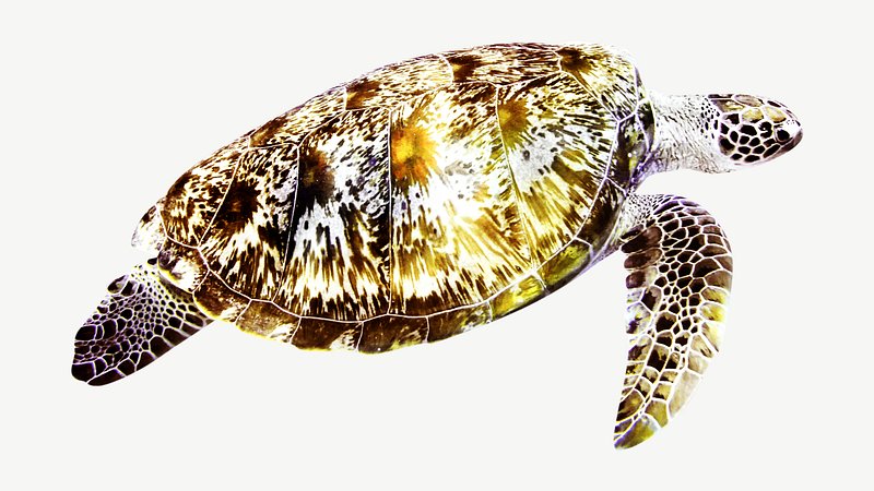 Sea turtle psd isolated design | Free PSD - rawpixel
