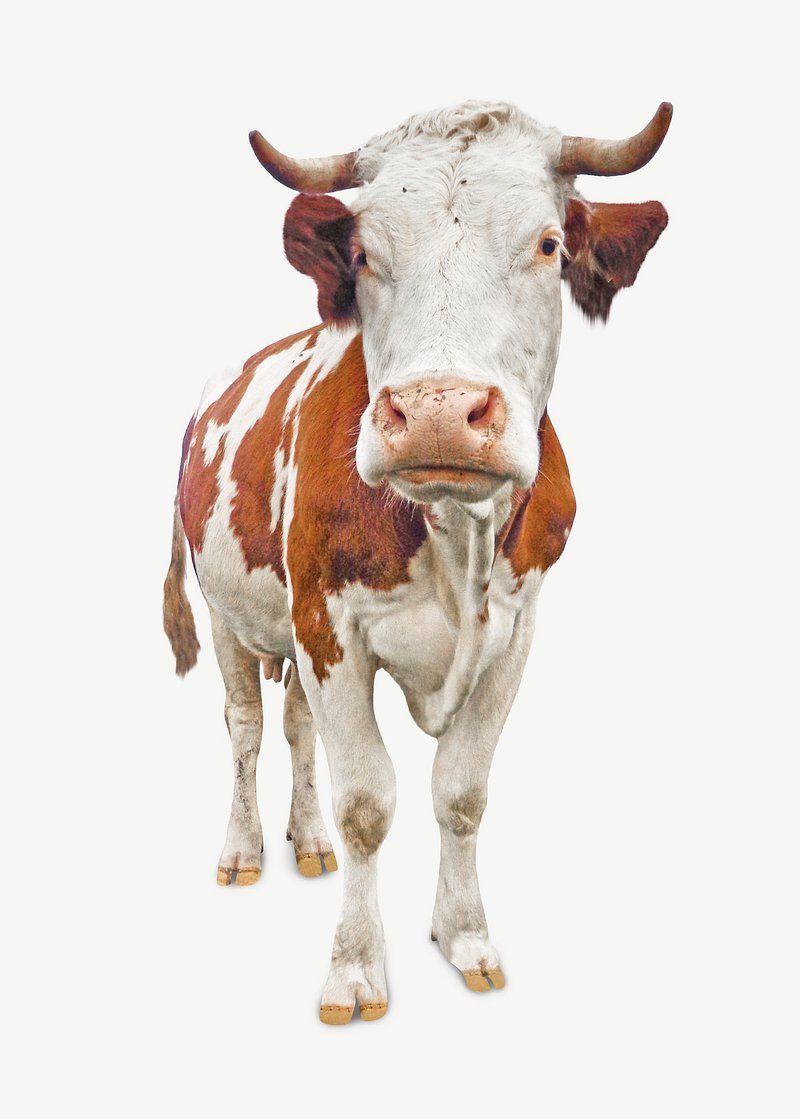 Brown cow psd isolated design | Free PSD - rawpixel