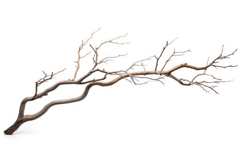 Tree branch plant white background | Premium Photo - rawpixel