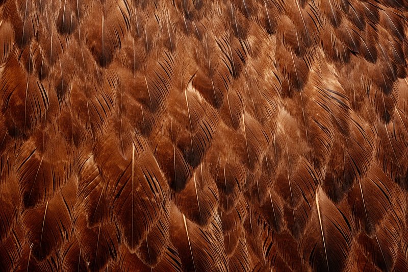 Eagle Frame Images | Free Photos, PNG Stickers, Wallpapers ...