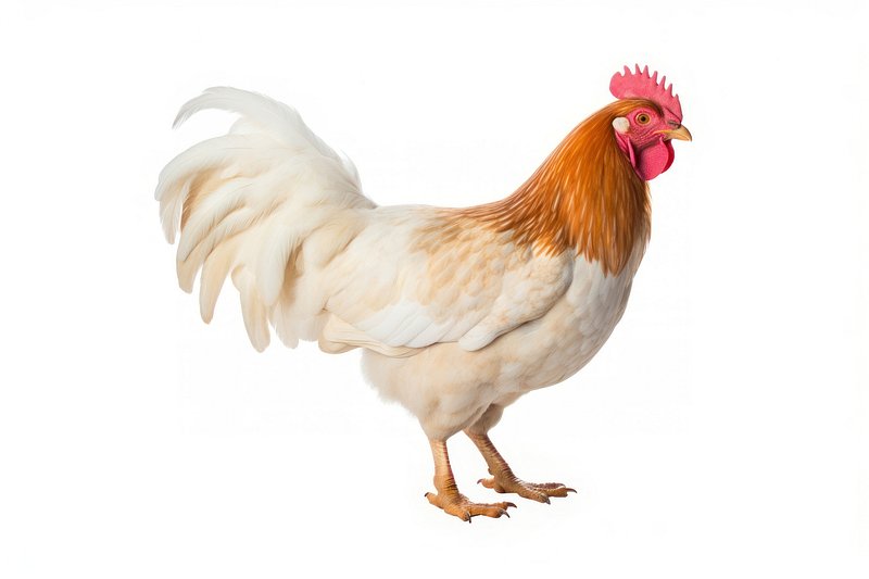 Chicken poultry animal white | Free Photo - rawpixel