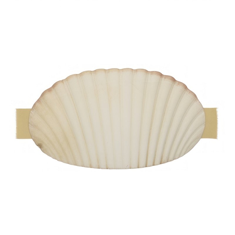 Shell tape clam white background | Free Photo Illustration - rawpixel