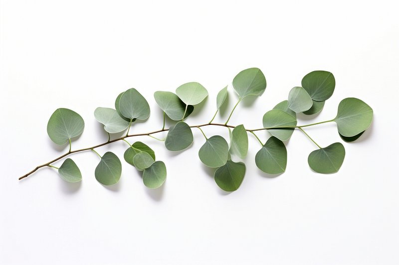 Spiral Eucalyptus Branch branch plant | Free Photo - rawpixel