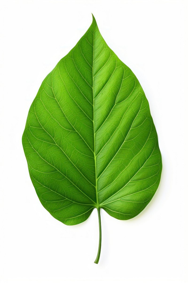 PNG Green leaf plant white | Free PNG - rawpixel