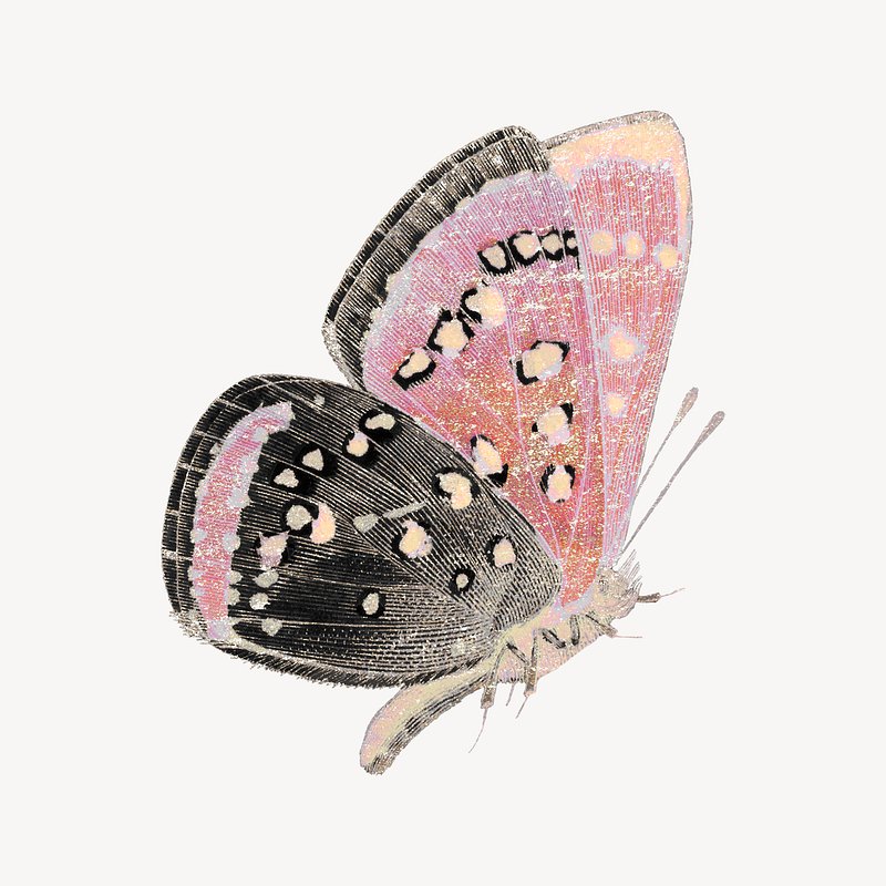 Flying butterfly graphic, aesthetic insect | Premium Photo - rawpixel