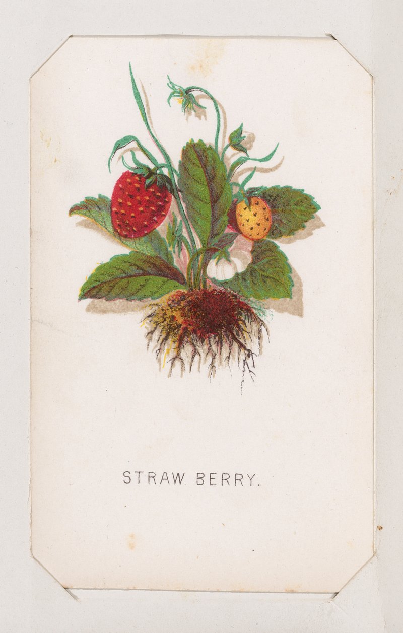 Straw Berry card from the Plant | Free Photo - rawpixel