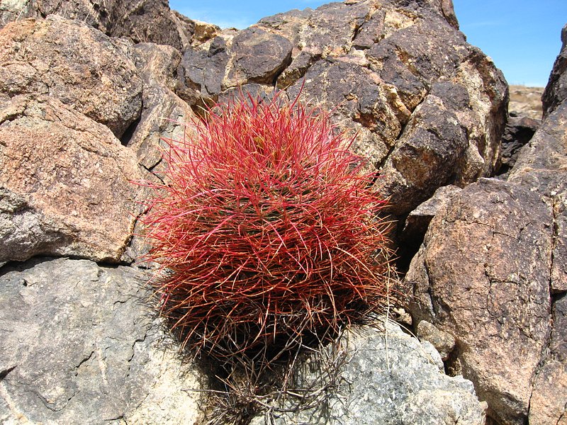 Ferocactus Images | Free Photos, PNG Stickers, Wallpapers & Backgrounds ...