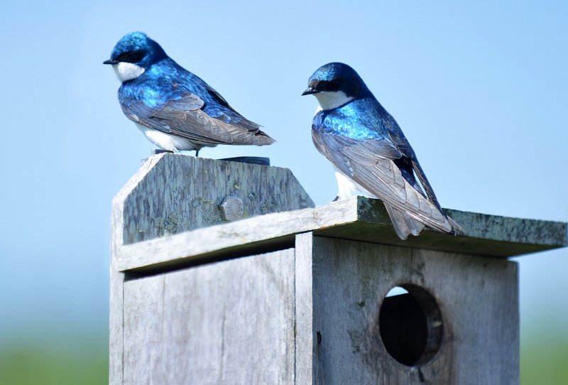 Free Vectors, PNGs, Mockups & Backgrounds - rawpixel