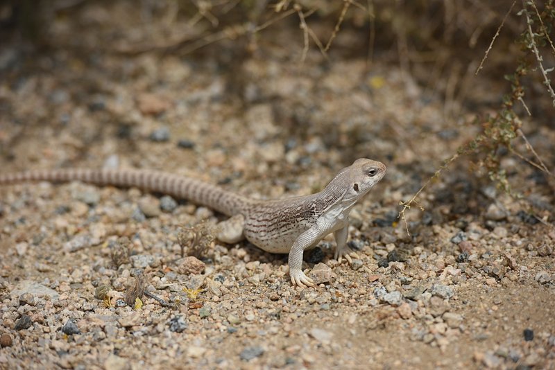 Desert Gecko Images | Free Photos, PNG Stickers, Wallpapers ...