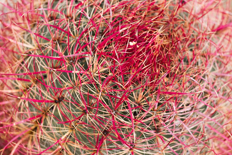 Ferocactus Images | Free Photos, PNG Stickers, Wallpapers & Backgrounds ...
