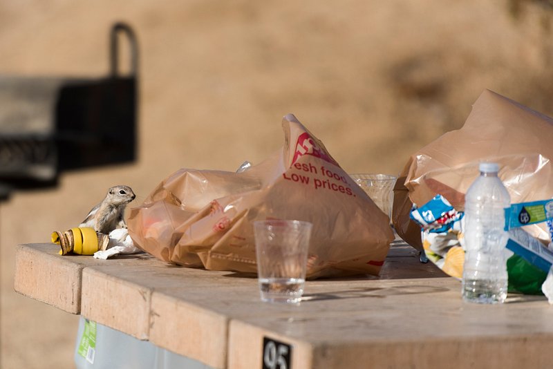 Animal Litter Images | Free Photos, PNG Stickers, Wallpapers ...