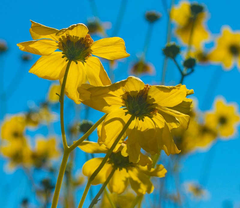 Desert Gold Bloom | Free Photo - rawpixel