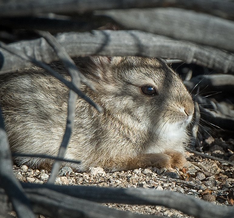 Baby Bunny Hiding Under Brush Images | Free Photos, PNG Stickers ...