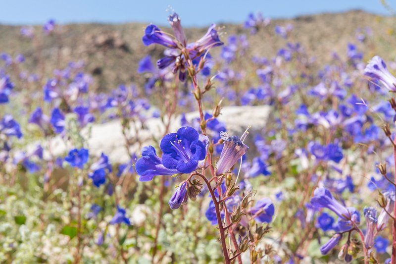 California bluebell (Phacelia campanularia) in the Cottonwood | Free ...