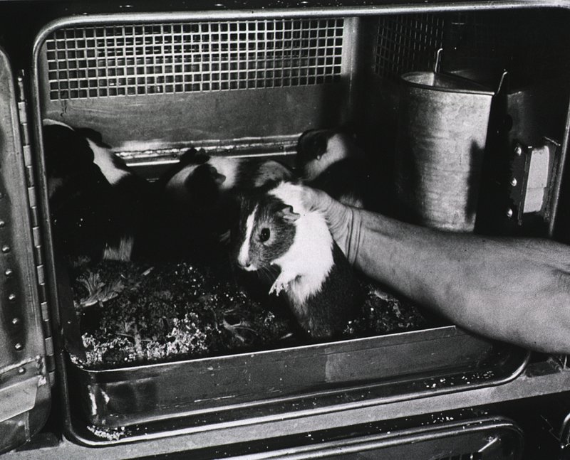 Animal Testing Photos Images | Free Photos, PNG Stickers, Wallpapers ...