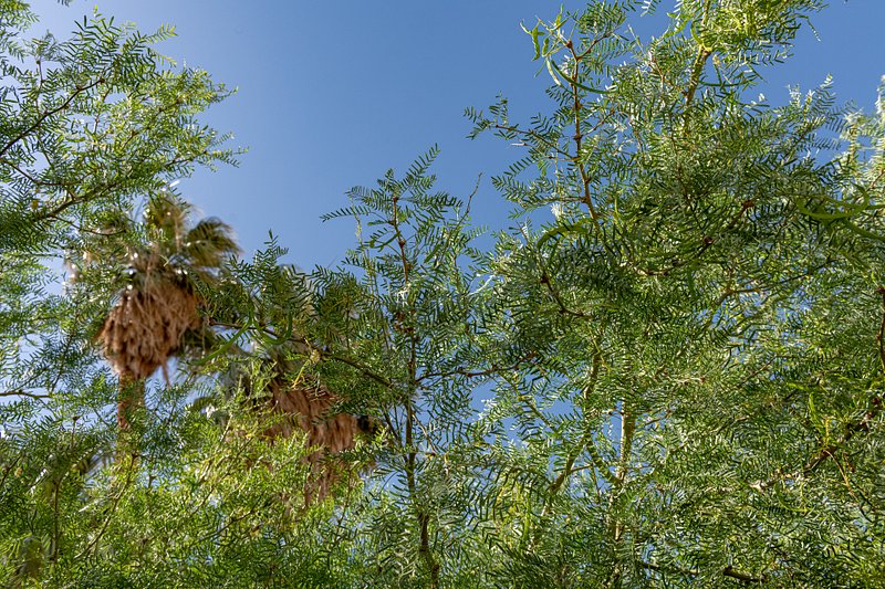 Mesquite (Prosopis glandulosa) in the Oasis | Free Photo - rawpixel
