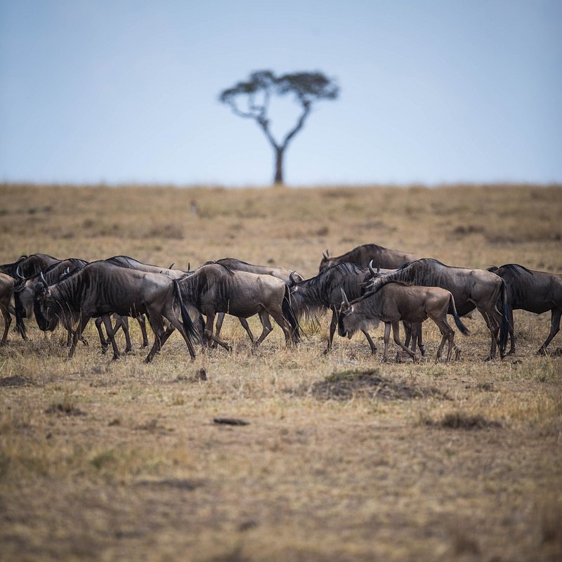 Wildlife Photo Images | Free Photos, PNG Stickers, Wallpapers ...