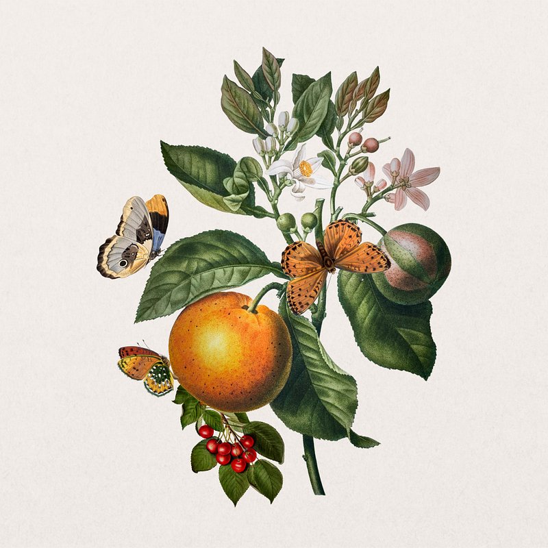 Bitter Sweet Images | Free Photos, PNG Stickers, Wallpapers ...