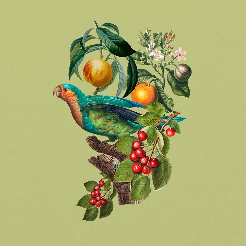 Bitter Sweet Orange Images | Free Photos, PNG Stickers, Wallpapers ...