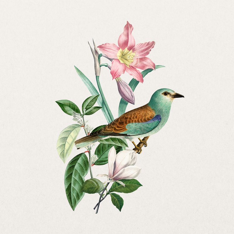 Magnolia Birds Images | Free Photos, PNG Stickers, Wallpapers ...