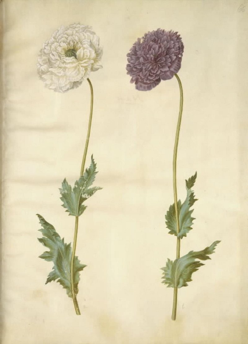 Papaver somniferum (opium poppy) Maria | Free Photo Illustration - rawpixel