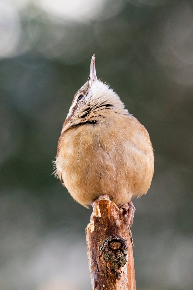 Carolina Wren bird. Free public | Free Photo - rawpixel