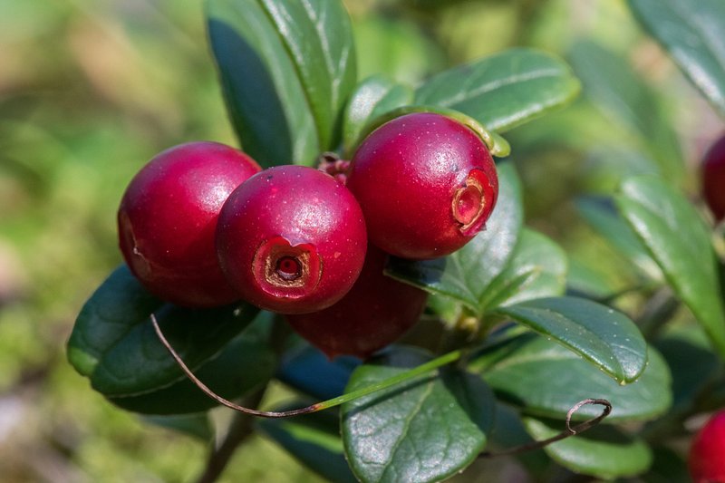 Cowberry Images | Free Photos, PNG Stickers, Wallpapers & Backgrounds ...