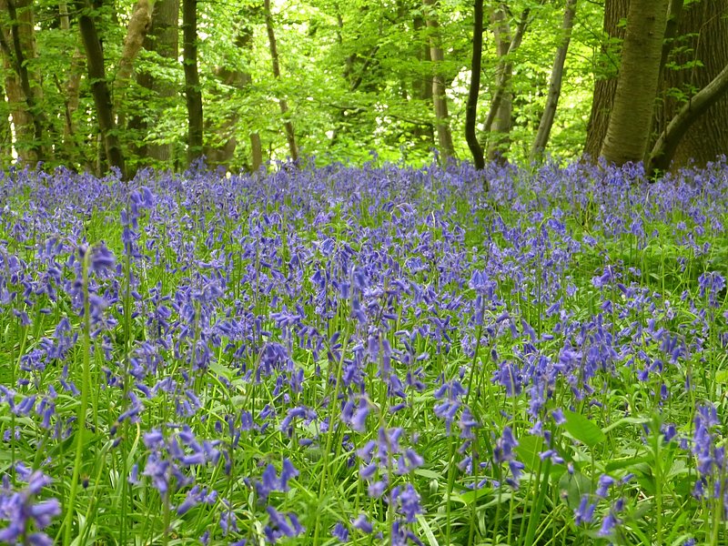 Bluebell Images | Free HD Backgrounds, PNGs, Vector Graphics ...