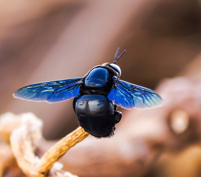 Bee photo. Free public domain | Free Photo - rawpixel