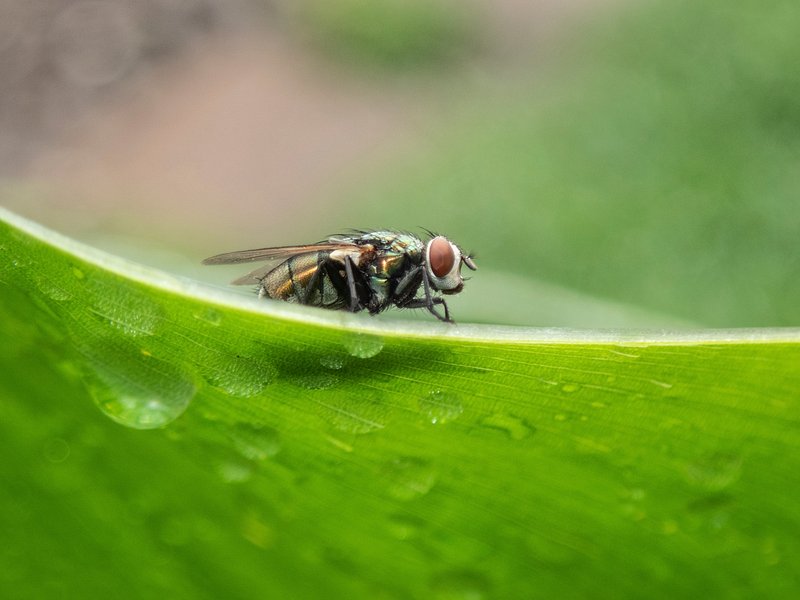 Free fly & insect photo, | Free Photo - rawpixel
