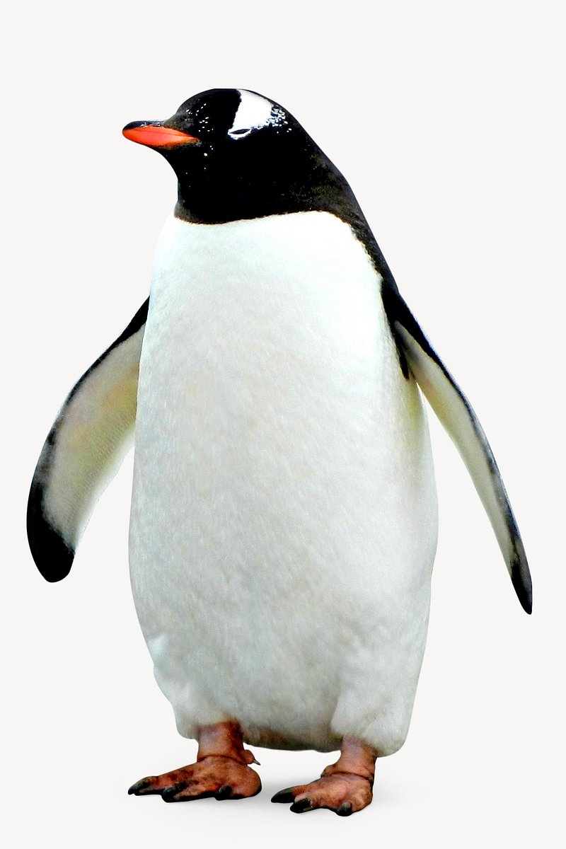 Penguin standing collage element, animal | Premium PSD - rawpixel