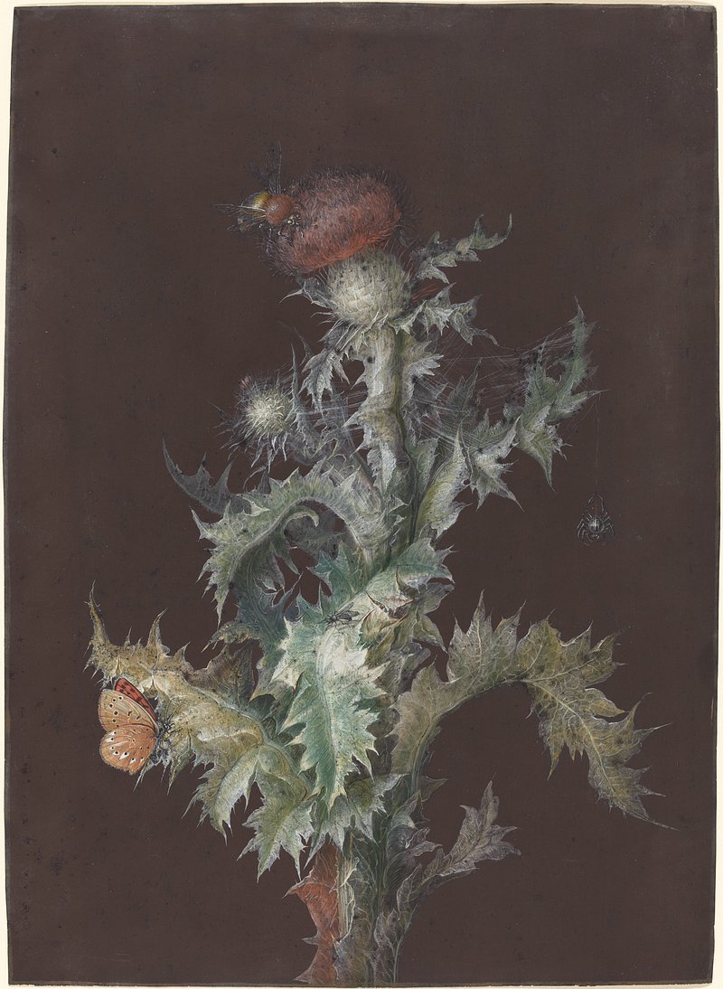 Thistle with Insects, c. 1755 | Free Photo - rawpixel