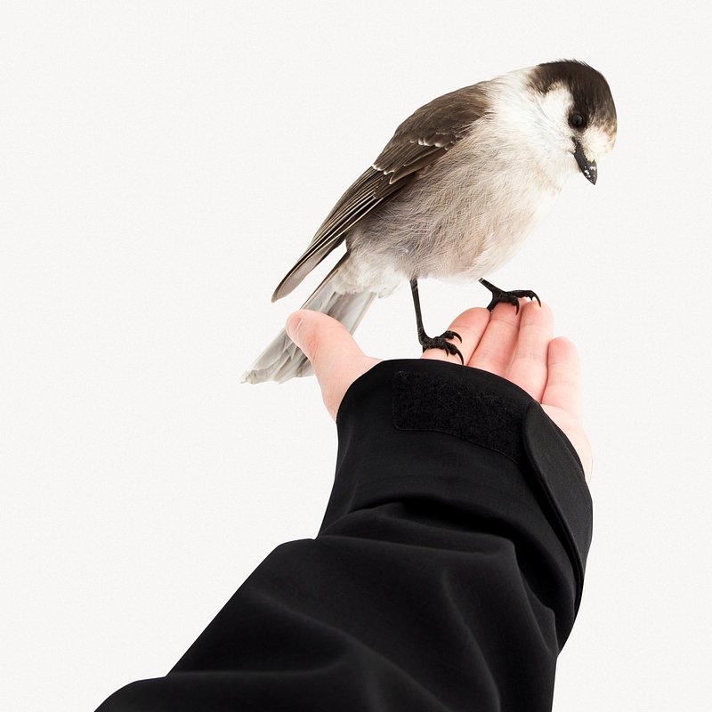 Bird hand isolated design | Free Photo - rawpixel
