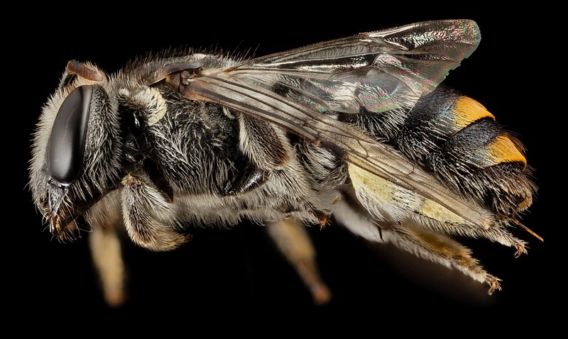 Buzzing Images | Free Photos, PNG Stickers, Wallpapers & Backgrounds ...