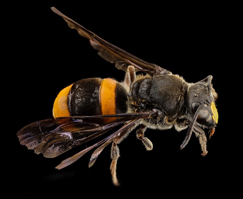 Mimic Images | Free Photos, PNG Stickers, Wallpapers & Backgrounds ...