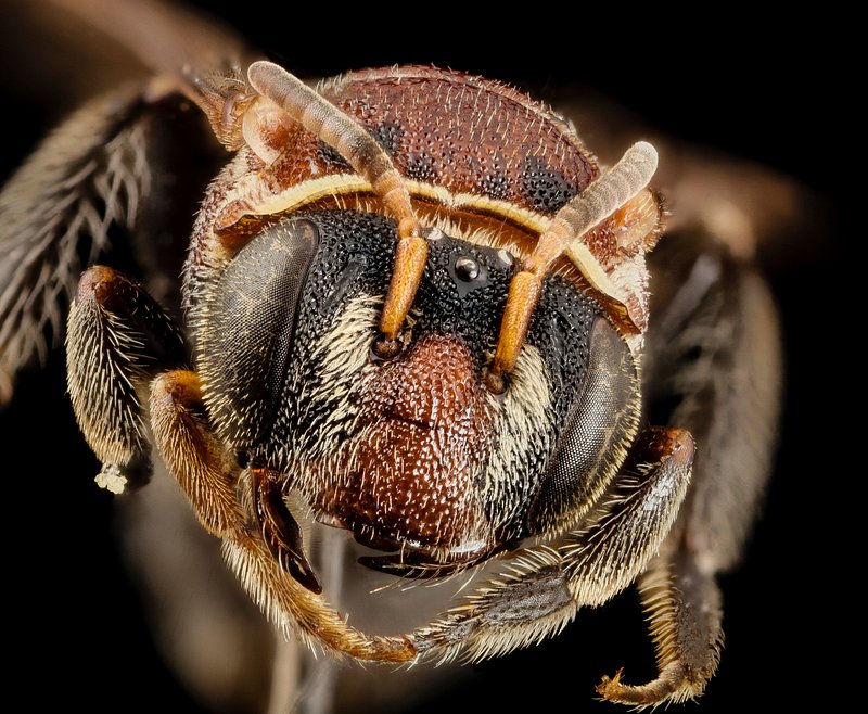 Bee reddish, f, argentina, face | Free Photo - rawpixel