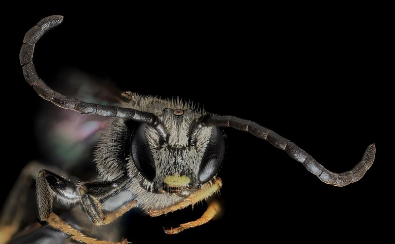 Arthropod Images | Free Photos, PNG Stickers, Wallpapers & Backgrounds ...