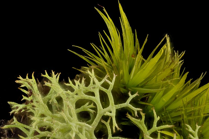 Alga Images | Free Photos, PNG Stickers, Wallpapers & Backgrounds ...